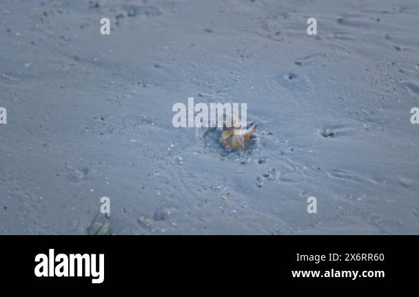 Sea snails live on the sand. Sea worms are digging holes when the sea ...