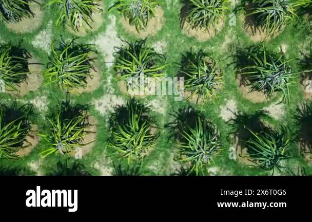 Top view dragon fruit trees growing in rows In pitaya farm In Vietnam ...