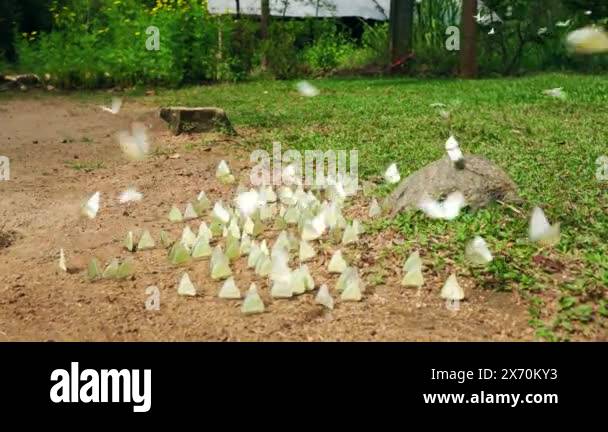 Beauty of transformation in nature Stock Videos & Footage - HD and 4K ...