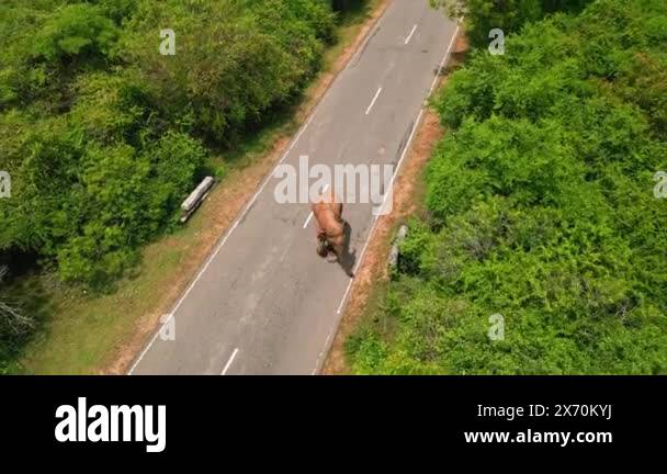 Majestic wild animal migrates through protected habitat, nature ...