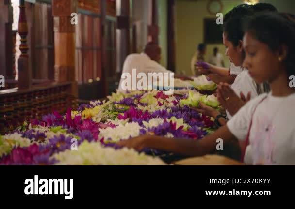 Lotus flowers kandy offering Stock Videos & Footage - HD and 4K Video ...