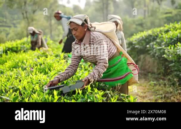2023-06-01 - Haputale, Sri Lanka. Workers traditional dress fill sacks, quality produce. Women ...