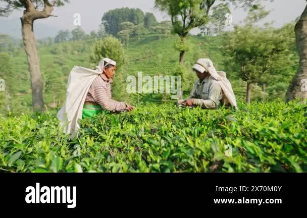 Women traditional attire pluck leaves on tea gardens. Culturally rich tea harvesting process ...