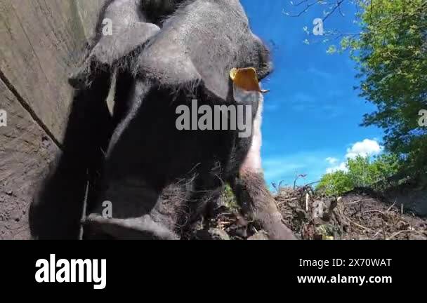 Pig farm uk pen Stock Videos & Footage - HD and 4K Video Clips - Alamy