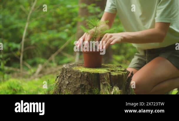 Spruce tree in pot Stock Videos & Footage - HD and 4K Video Clips - Alamy