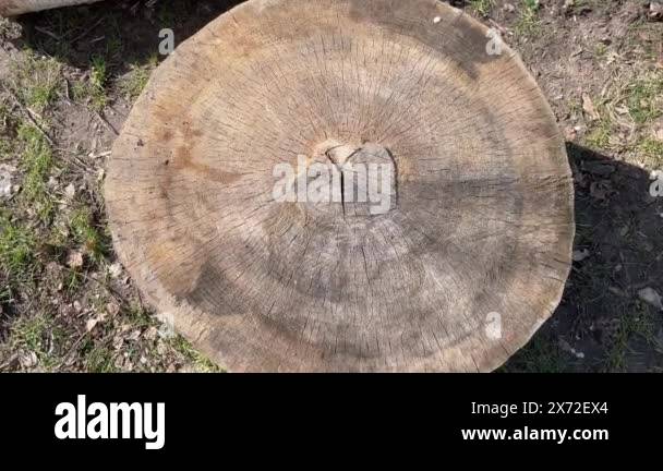 Stump of the old thick tree without bark, top view Stock Video Footage ...