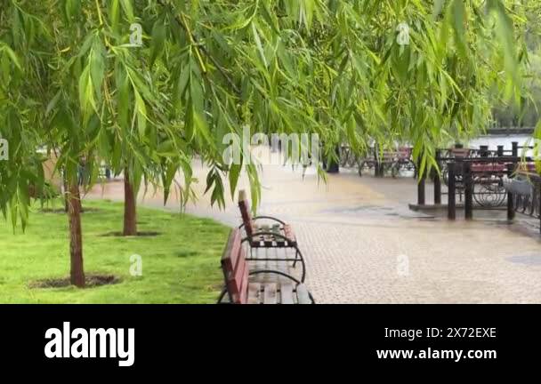 Willow walkway Stock Videos & Footage - HD and 4K Video Clips - Alamy