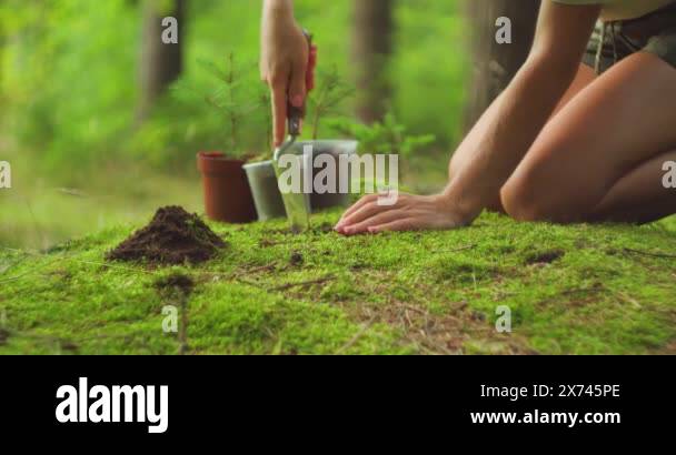 Replanting tree Stock Videos & Footage - HD and 4K Video Clips - Alamy