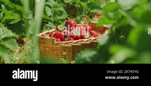 Overflowing plants Stock Videos & Footage - HD and 4K Video Clips - Alamy