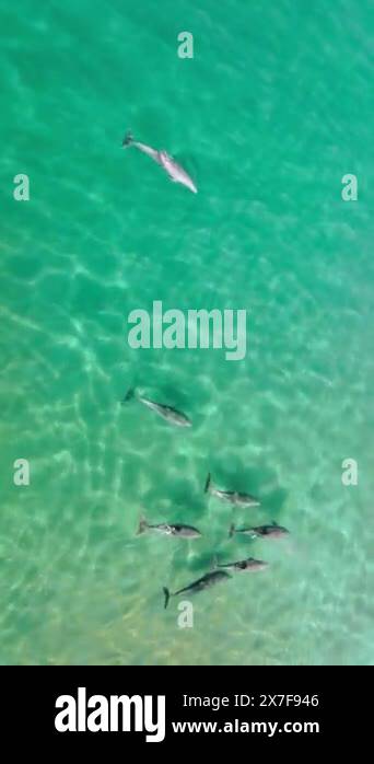 Vertical Screen: Captured from above, this vertical video shows a group ...