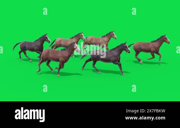 Group of Horses Runcycle Green Screen Animals Loop Side 3D Animations ...