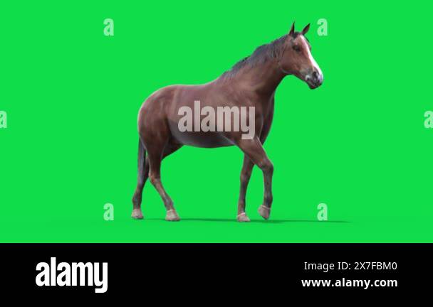 Horse Walkcycle Green Screen Animals Loop Front 3D Animations Rendering ...