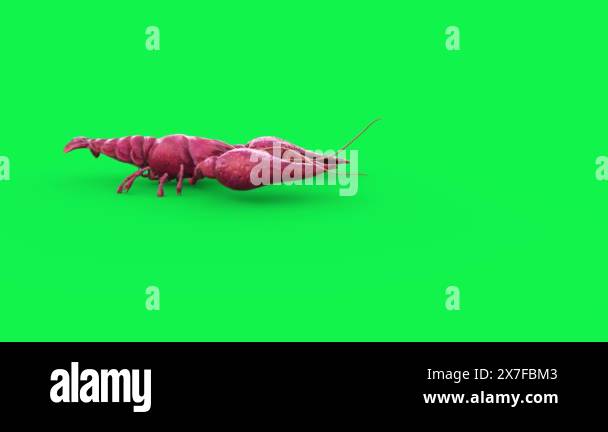 Crayfish Green Screen Walk Side 3D Rendering Animation 4K Stock Video ...