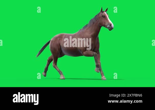 Horse Runcycle Green Screen Animals Loop Front 3D Animations Rendering ...