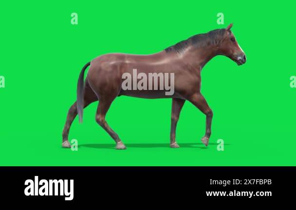 Horse Walkcycle Green Screen Animals Loop 3D Animations Rendering CGI ...