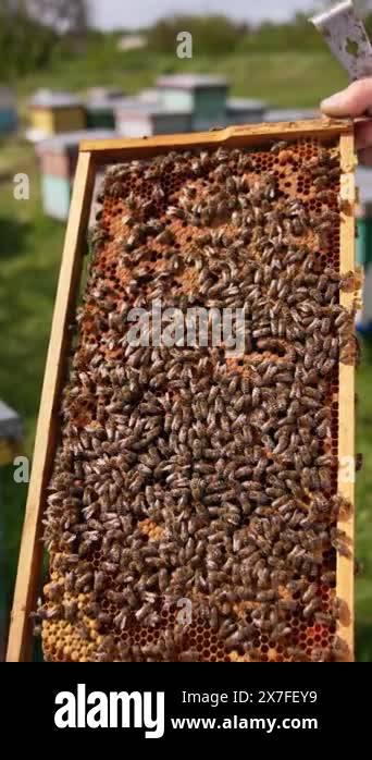 Beekeeper in white clothes turns the frame in his hands. Man watches ...