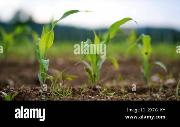 Young corn plants showcase early stages of growth, vividly captured at ...