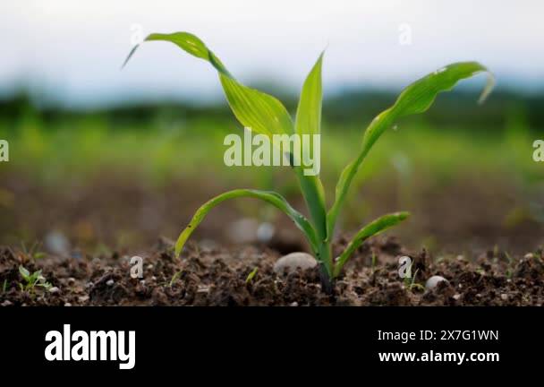 Plant growth stages plant development Stock Videos & Footage - HD and ...