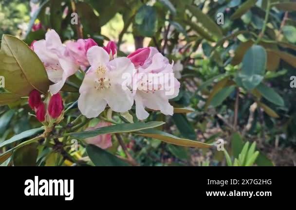 Don flowers Stock Videos & Footage - HD and 4K Video Clips - Alamy