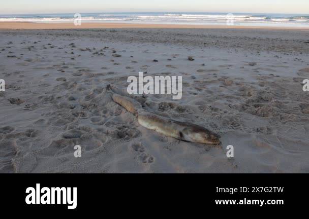 Conger eel in sand Stock Videos & Footage - HD and 4K Video Clips - Alamy