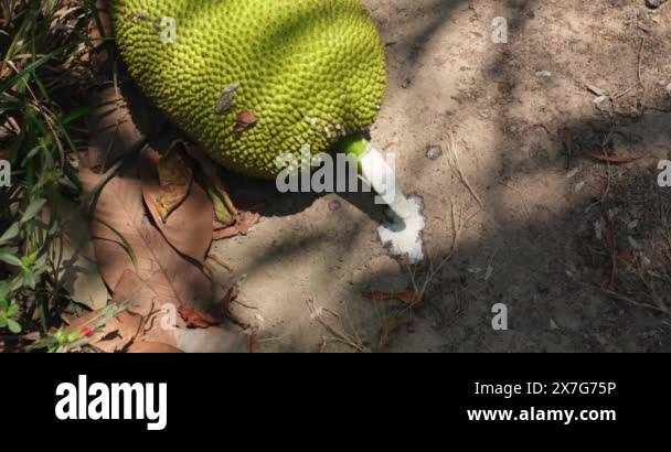 Picking Jackfruit from a tree man twists a jack fruit from its stem ...