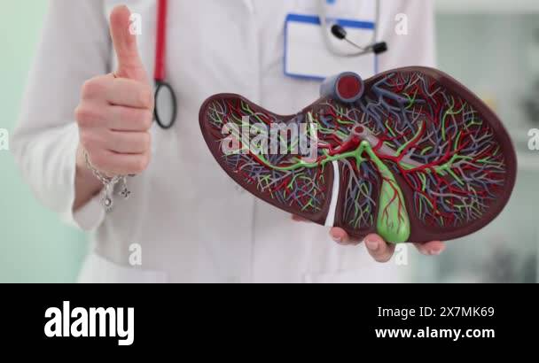 Human liver model and and doctor thumbs up. Liver diseases symptoms and ...