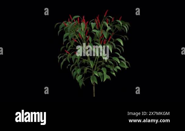 Red Chilli Plant blowing in the wind. Wind blows the Red Chilli Plant ...