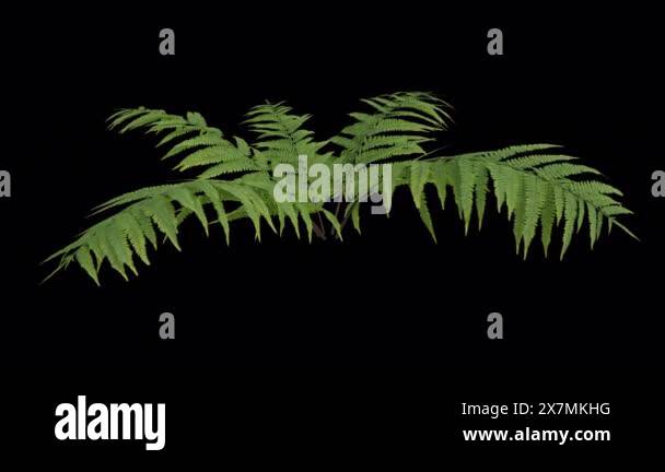 Fern Plant blowing in the wind. Wind blows the Fern Plant. Animated ...