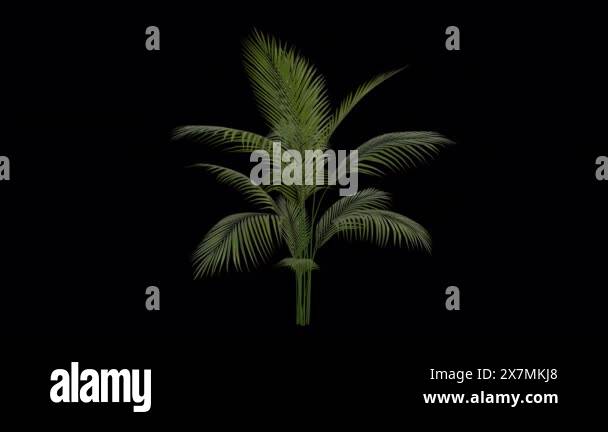 Areca nut palm Stock Videos & Footage - HD and 4K Video Clips - Alamy