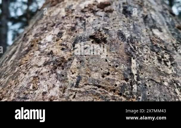 disease of tree trunk leading to growth slowing down and crop reduction ...