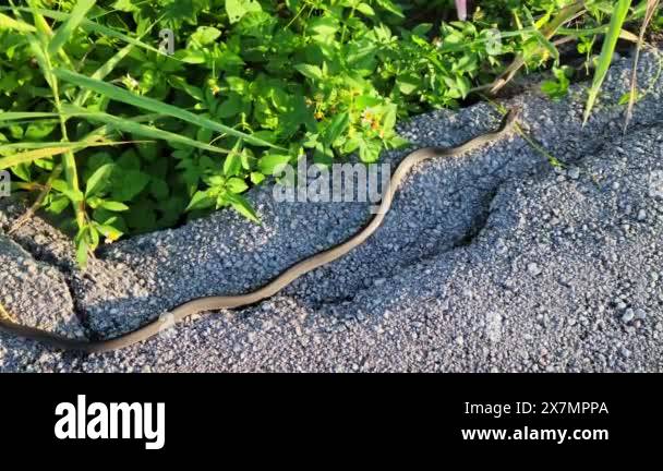 Snake long Stock Videos & Footage - HD and 4K Video Clips - Alamy