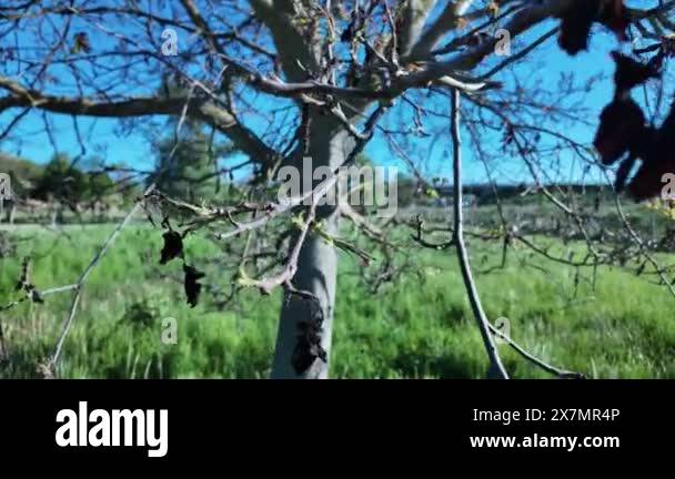 Herbicide tree stump Stock Videos & Footage - HD and 4K Video Clips - Alamy