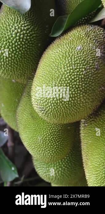 Picking Jackfruit from a tree man twists a jack fruit from its stem ...