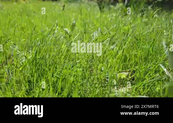 Green grass sways in the wind. close-up. . The meadow is densely ...