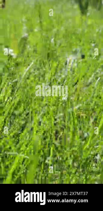 Green grass sways in the wind. close-up. . The meadow is densely ...