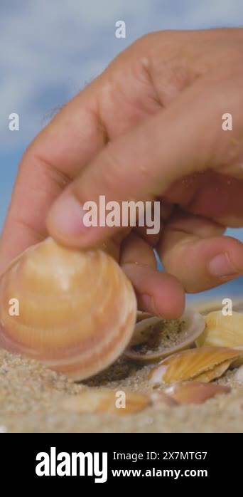 Beautiful seashells on beach Stock Videos & Footage - HD and 4K Video ...