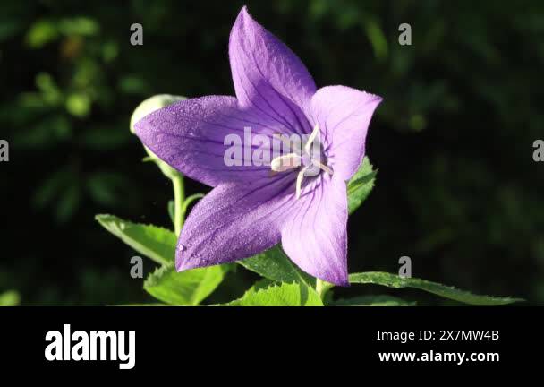 Macro chinese clematis garden Stock Videos & Footage - HD and 4K Video ...