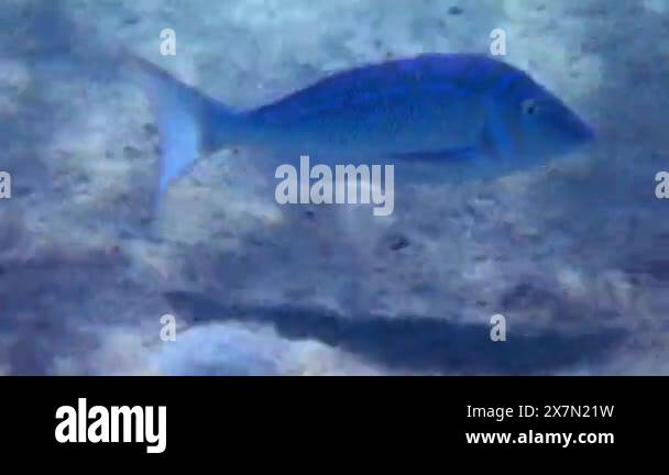 Important commercial fish of the Red Sea and Pacific Ocean - Spangled ...