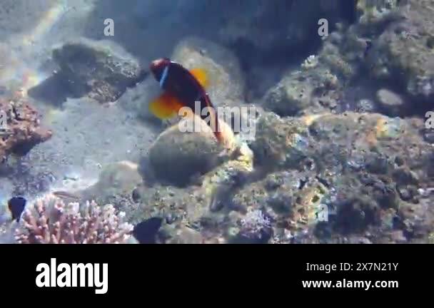 Clown-fish (Amphiprion bicinctus) inhabits coral reefs, it belongs to ...