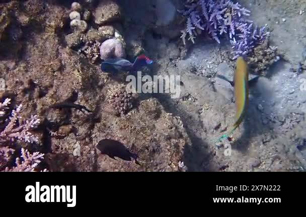 Heavy-beak Parrotfish - Chlorurus gibbus has teeth resembling parrot ...