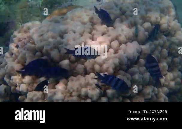 Coral spawning aquarium Stock Videos & Footage - HD and 4K Video Clips ...