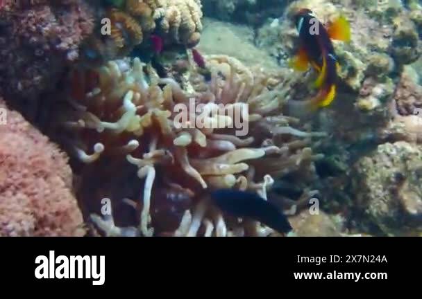 Clown-fish (Amphiprion bicinctus) inhabits coral reefs, it belongs to ...