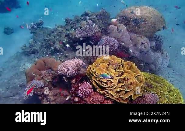 Biodiversity of exotic fish and corals inhabiting ecosystem of coral ...