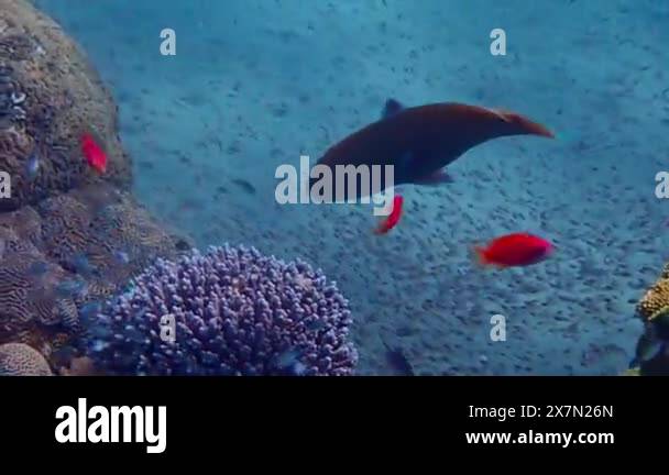 Heavy-beak Parrotfish - Chlorurus gibbus has teeth resembling parrot ...