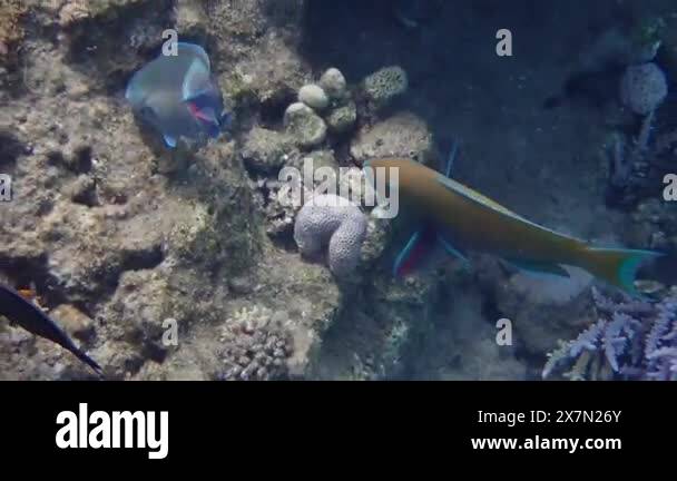 Parrot diver beak fish Stock Videos & Footage - HD and 4K Video Clips ...