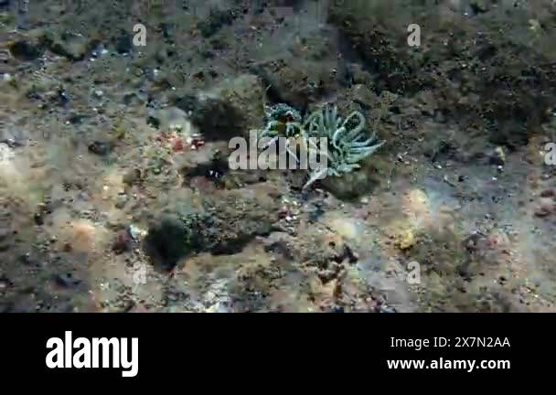 Clown-fish (Amphiprion bicinctus) inhabits coral reefs, it belongs to ...