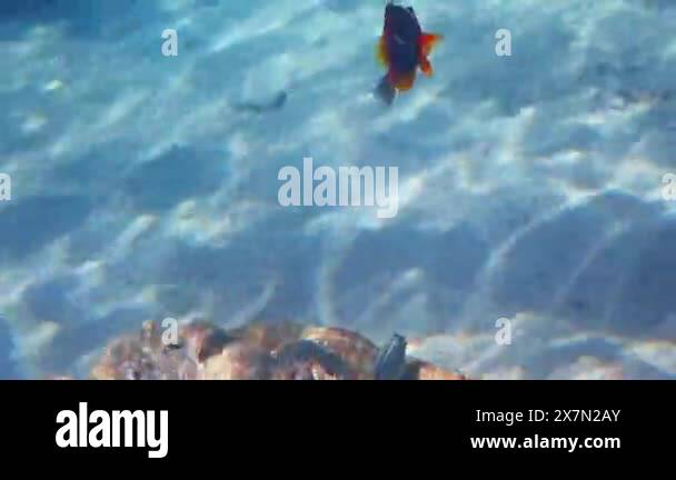 Clown-fish (Amphiprion bicinctus) inhabits coral reefs, it belongs to ...