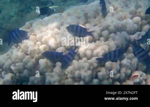 Mass spawning of coral fish with common name Sergeant major, it belongs ...