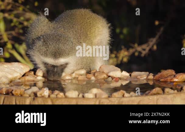 Vervet monkey portrait front view drinking in waterhole in Kruger ...