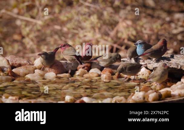Passerines Stock Videos & Footage - HD and 4K Video Clips - Alamy